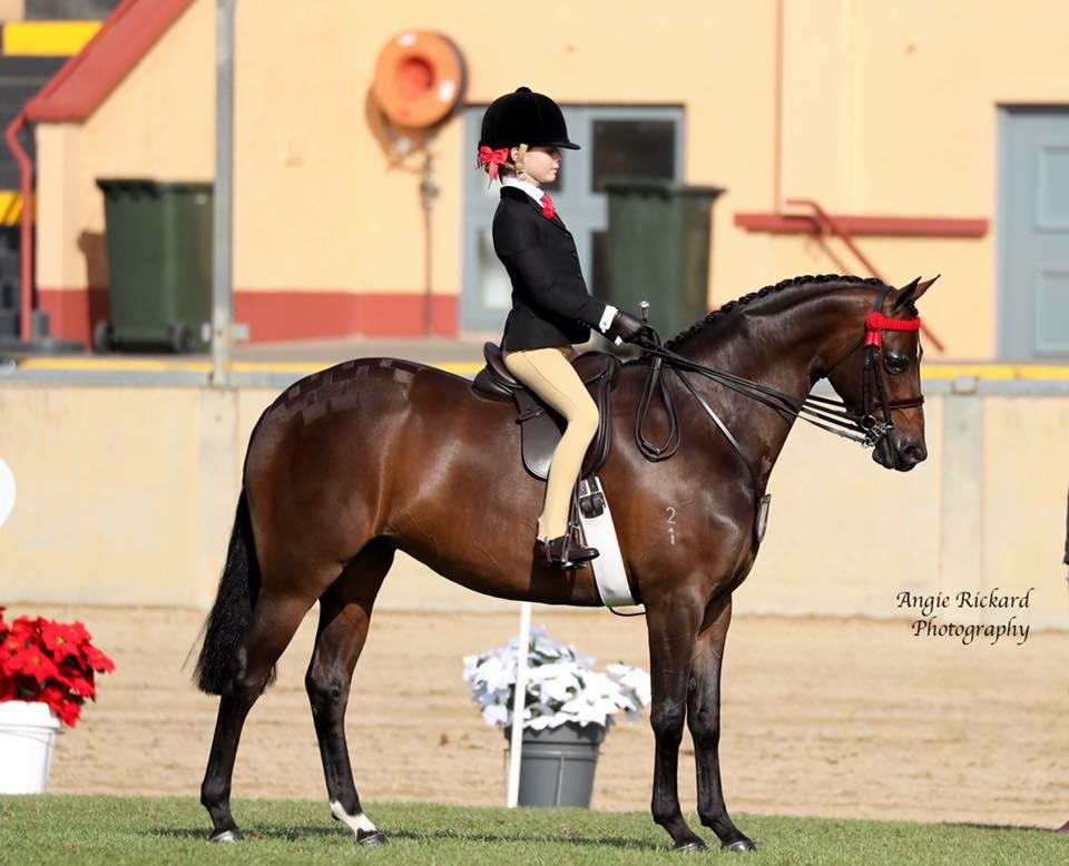 Elite Equine – Diamante Browbands – Ribbon Browbands – Pony Club ...