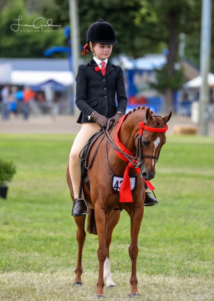 Gallery – Elite Equine